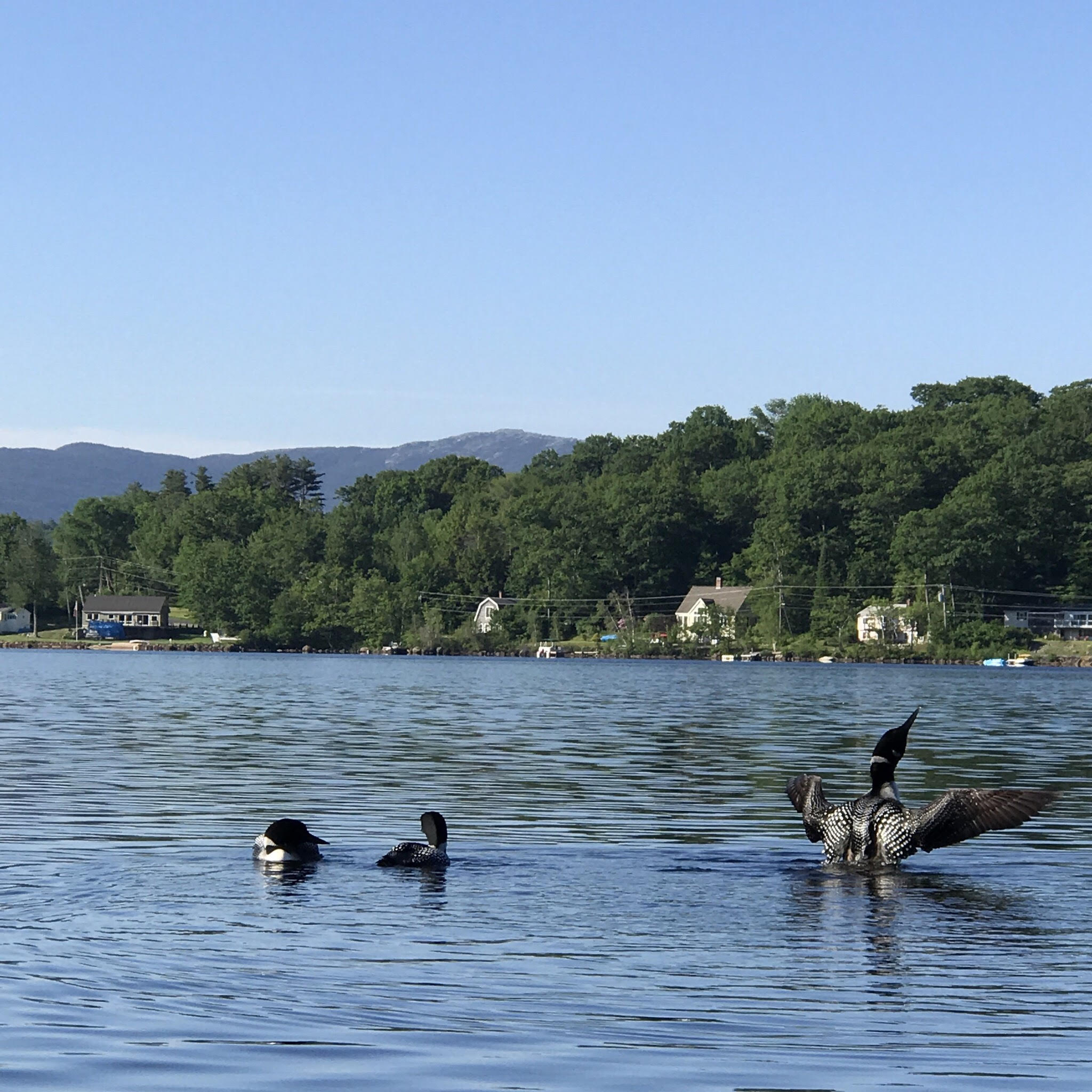 Loon on the loom; summer and winter weaving pattern – Kate Kilgus